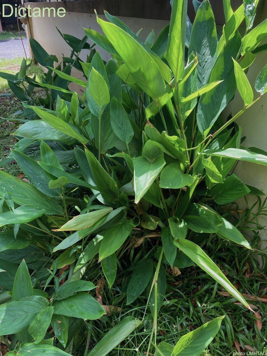 Dictame et Toloman | Jardin des Saveurs