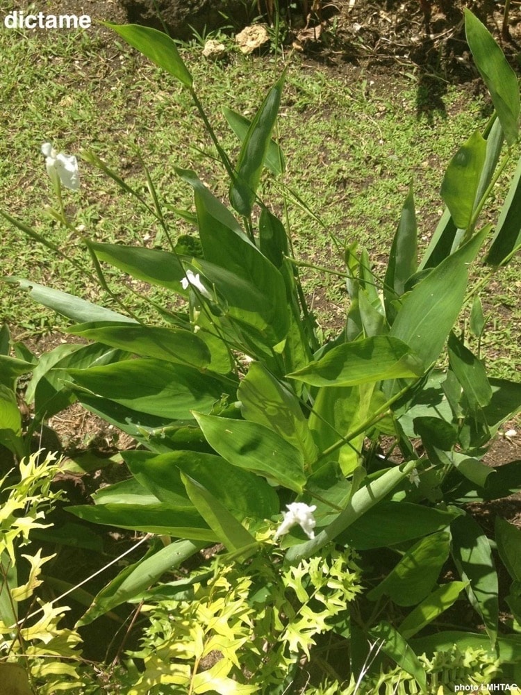 Dictame et Toloman | Jardin des Saveurs