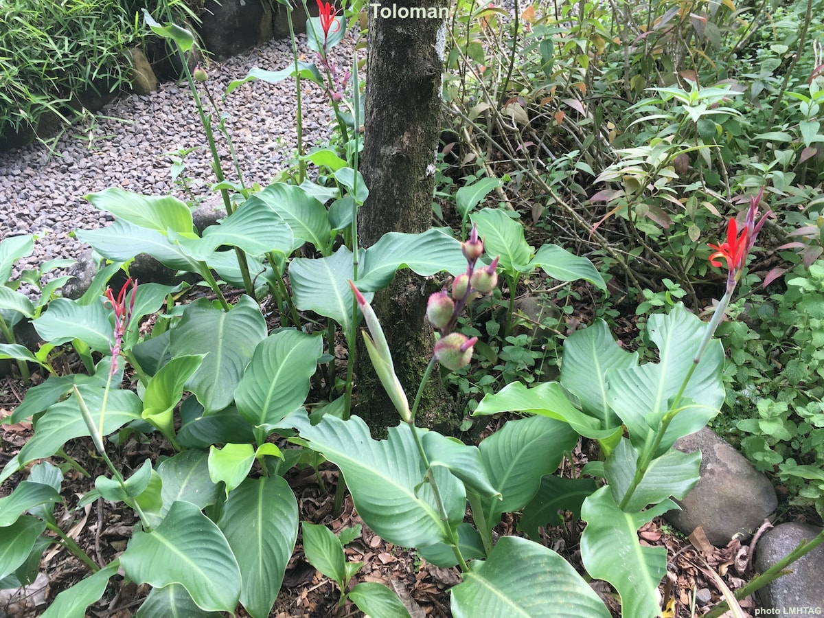 Dictame et Toloman | Jardin des Saveurs