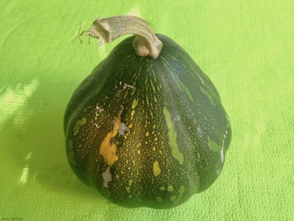 Giromon Squash
