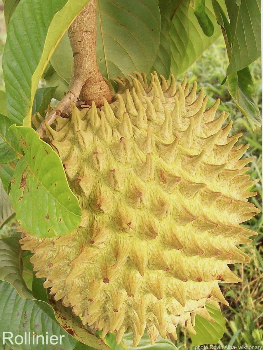 Cherimolier | Jardin des Saveurs